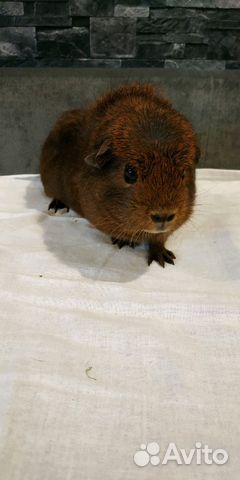 Морские свинки