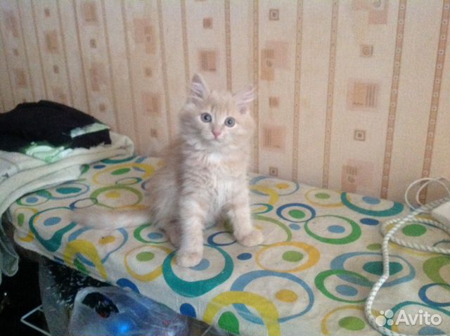 Персик в добрые руки