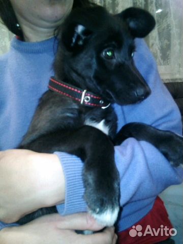 Отдам щенка