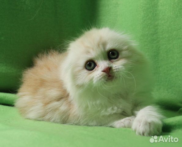Шотландский малыш Хайленд фолд