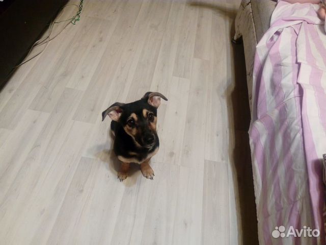 Примесь той терьера и пинчера