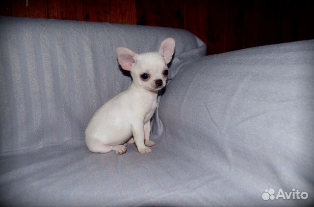 Чихуахуа блондинка