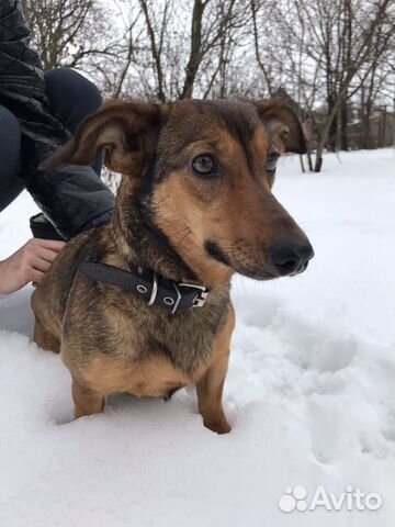 Собачка