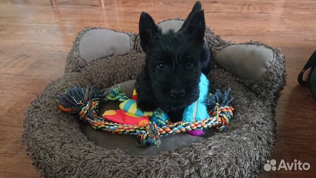 Замечательные скотче-детки