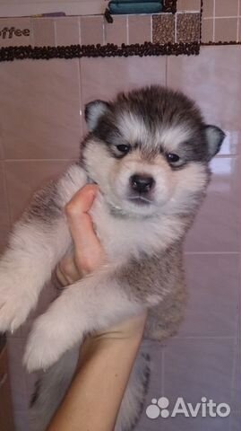 Продам кутят маламута