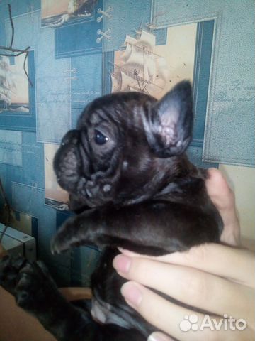 Французская булочка