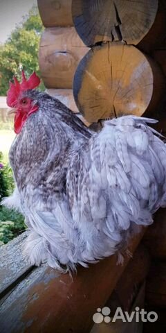 Карликовый кохинхин