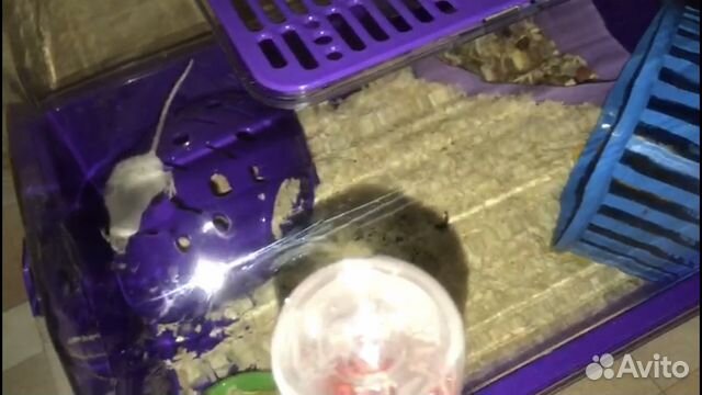 Мышь декоративная