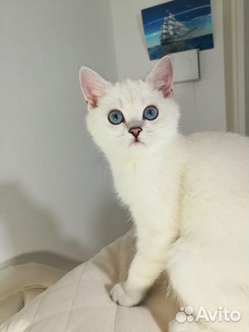 Британская кошка 3.5месяца