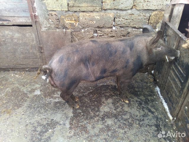 Хряки не кастрированные