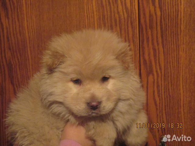 Редкая порода евразиер