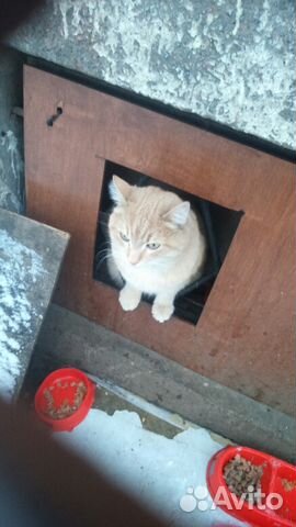 Рыжий котик