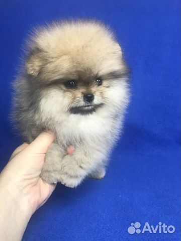 Курносая померанская девочка