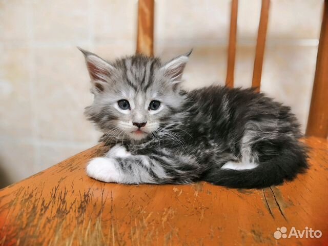 Мейн-кун серебряный