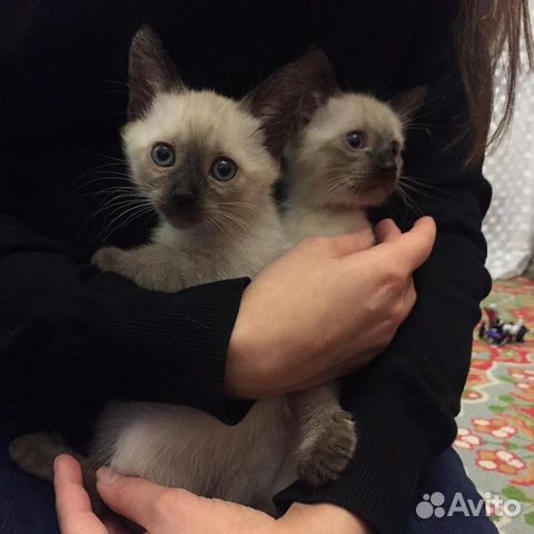 Продам тайскую кошечку (котенка)