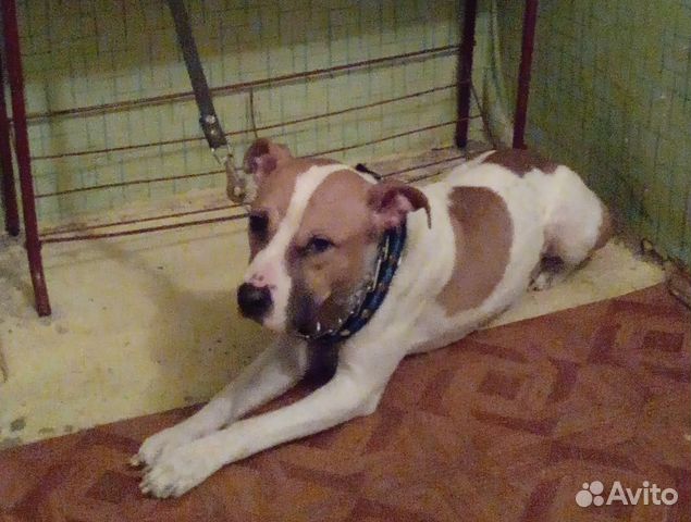 Отдам стаффа