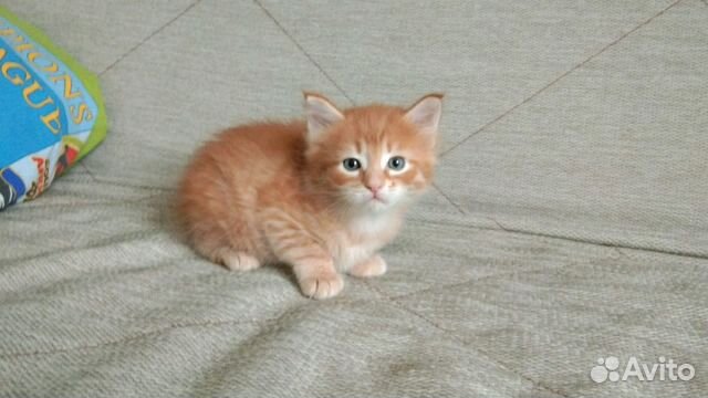 Котёнок Мейкун(помесь)