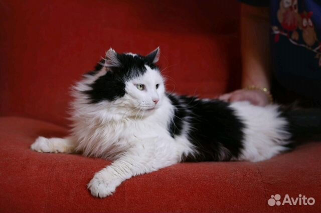 Котик в дар