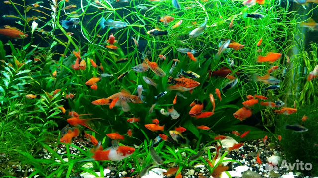 Меченосцы и данио