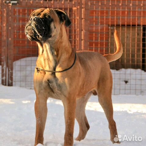 Бульмастиф