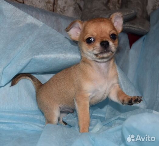 Мальчик чихуахуа г/ш окраса рыжий соболь 2 месяца