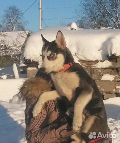 Хаски девица