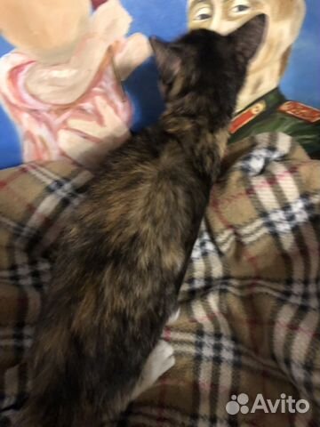 Котенок