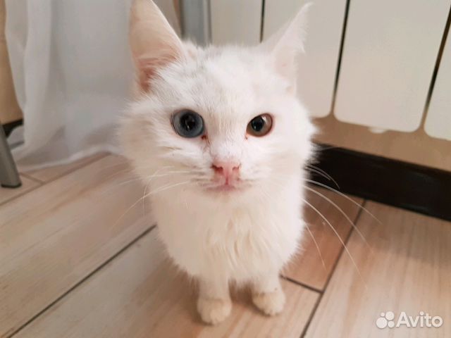 Кошечка