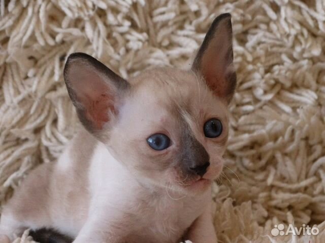 Корниш-рекс