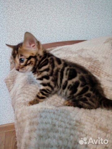 Бенгальские котята