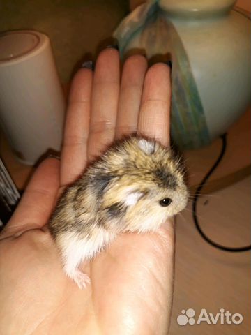 Джунгарский хомяк