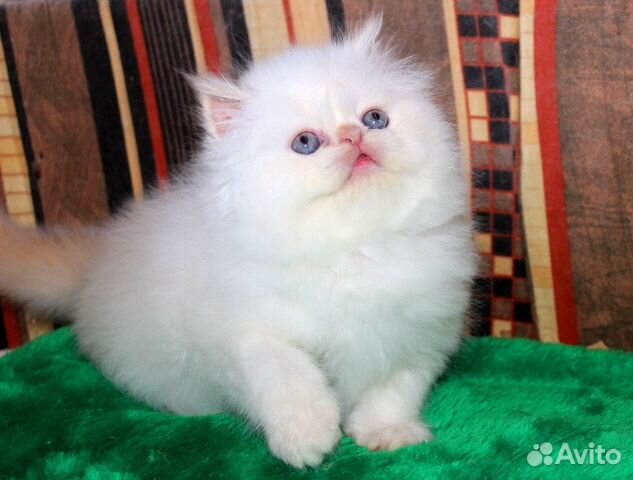 Персидские малыши-котики