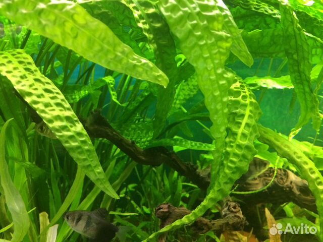 Криптокорина апоногетонолистная