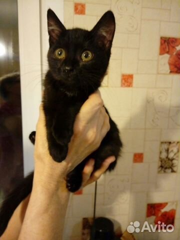 Котеночек в дар