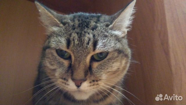 Помогите кошке стать счастливой