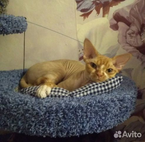 Годовалый котик