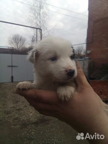 Щенки отдадим 1,5 мес мальчики голубоглазые