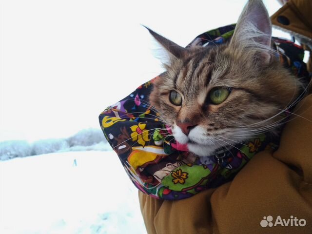 Мейн-кун чистокровная кошка