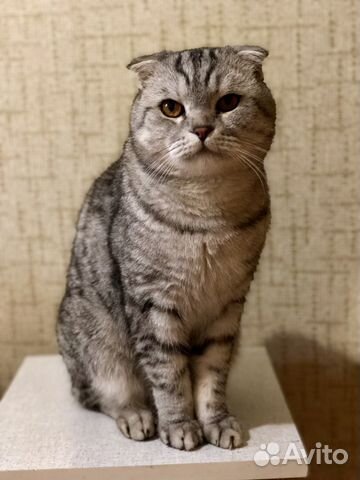 Шотландский вислоухий кот-интроверт