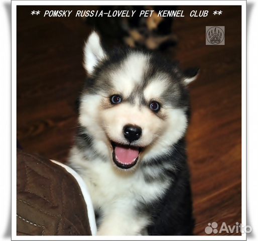 Помски мини хаски мальчик