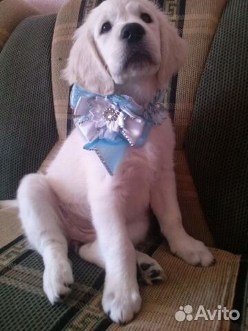 Подарок для любимых