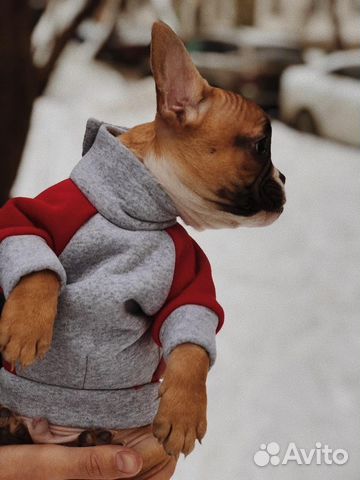 Французский бульдог