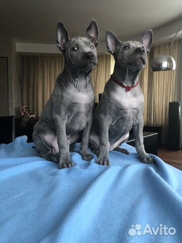 Продаю щенка тайского риджбека