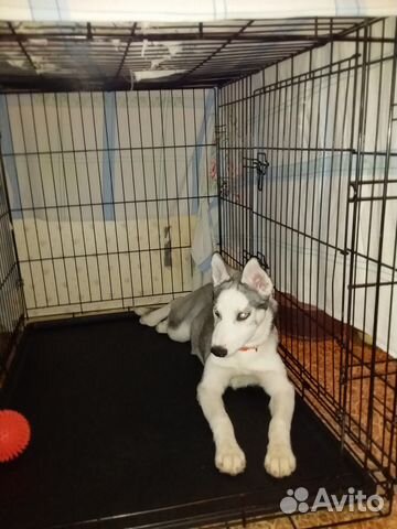 Продается 4 месячный щенок с документами