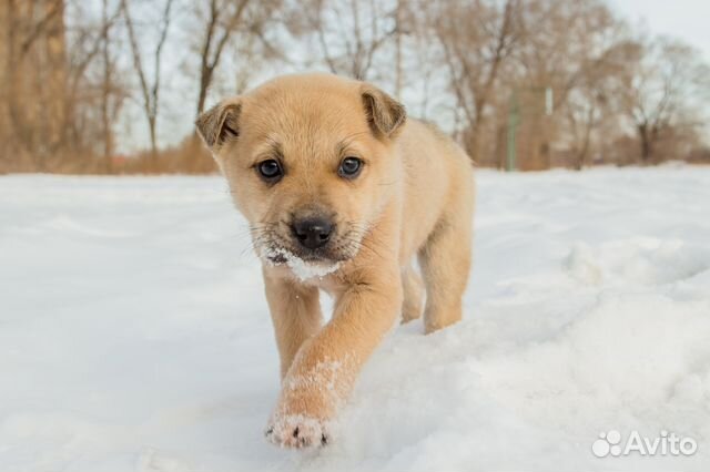 Берта в поиске дома и семьи