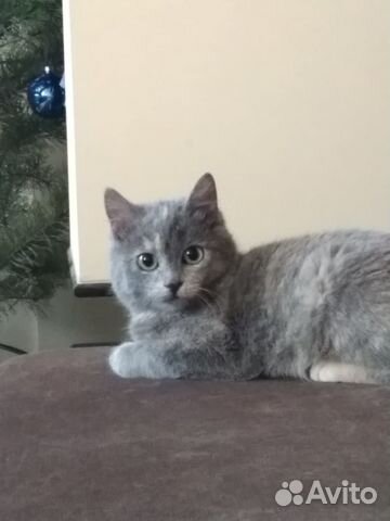 Нидзя котик