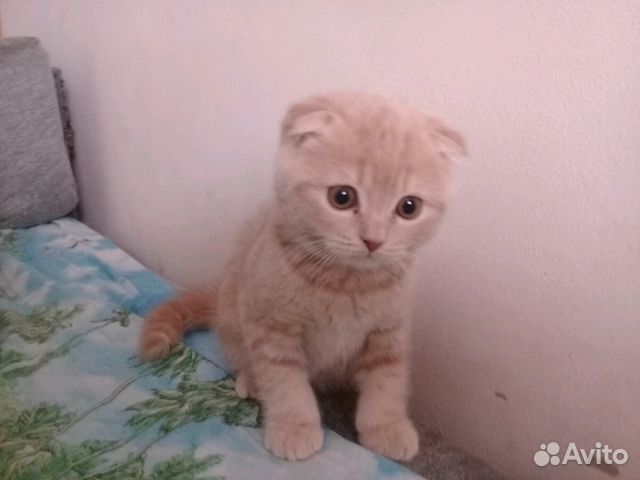 Найден котенок