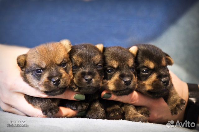 Красивые щенки норвич терьера