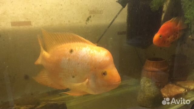 Цитрон + китайский папугай