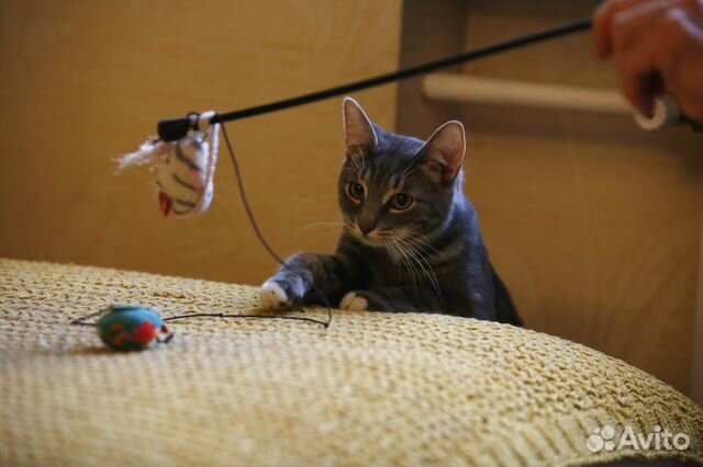 Котенок Мишенька ищет семью